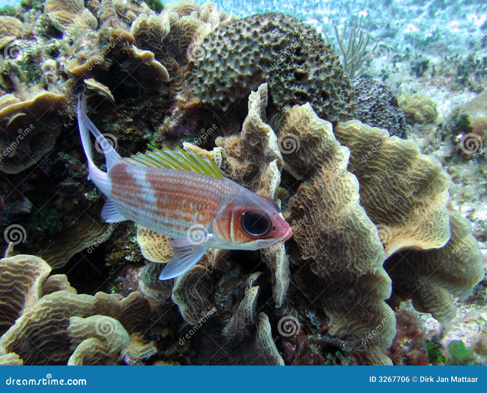 Squirrelfish stock photo. Image of diver, coral, floating - 3267706