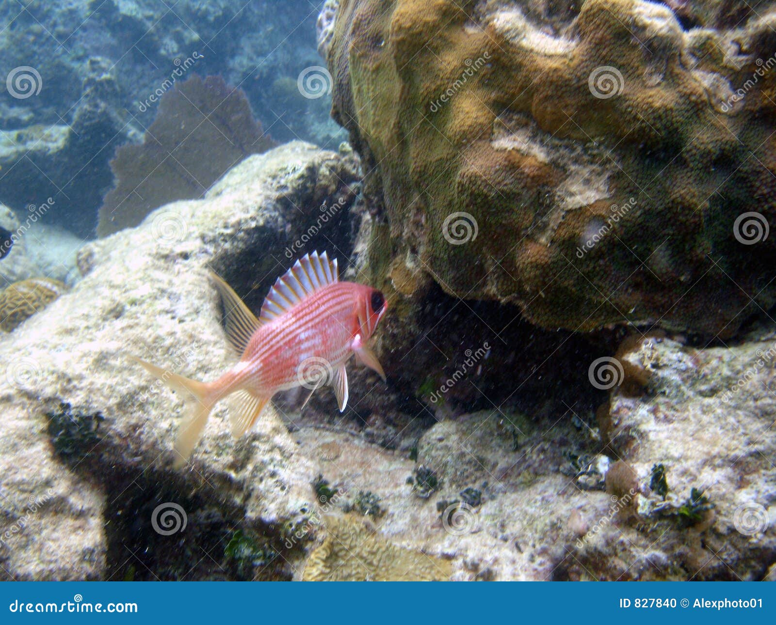 Squirrelfish, Caribbean, Puerto Rico Stock Photo - Image of swimspik ...