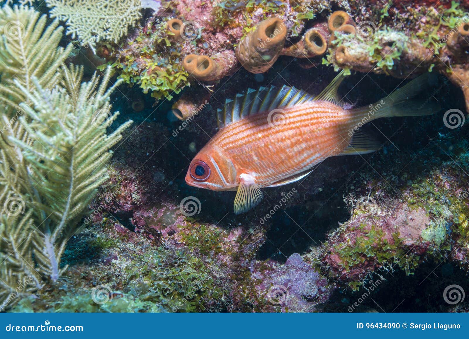 Squirrelfish Resting stock photo. Image of largo, ocean - 96434090