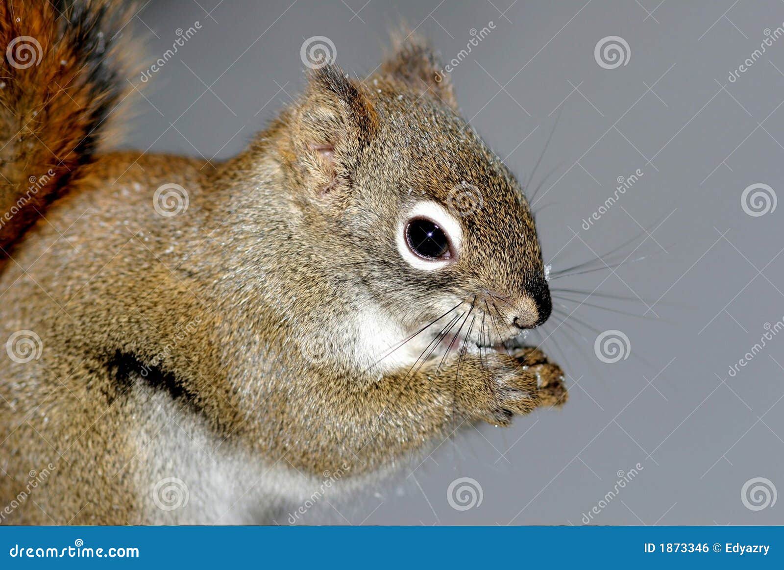 Squirrels stock photo. Image of background, wildlife, squirrels - 1873346