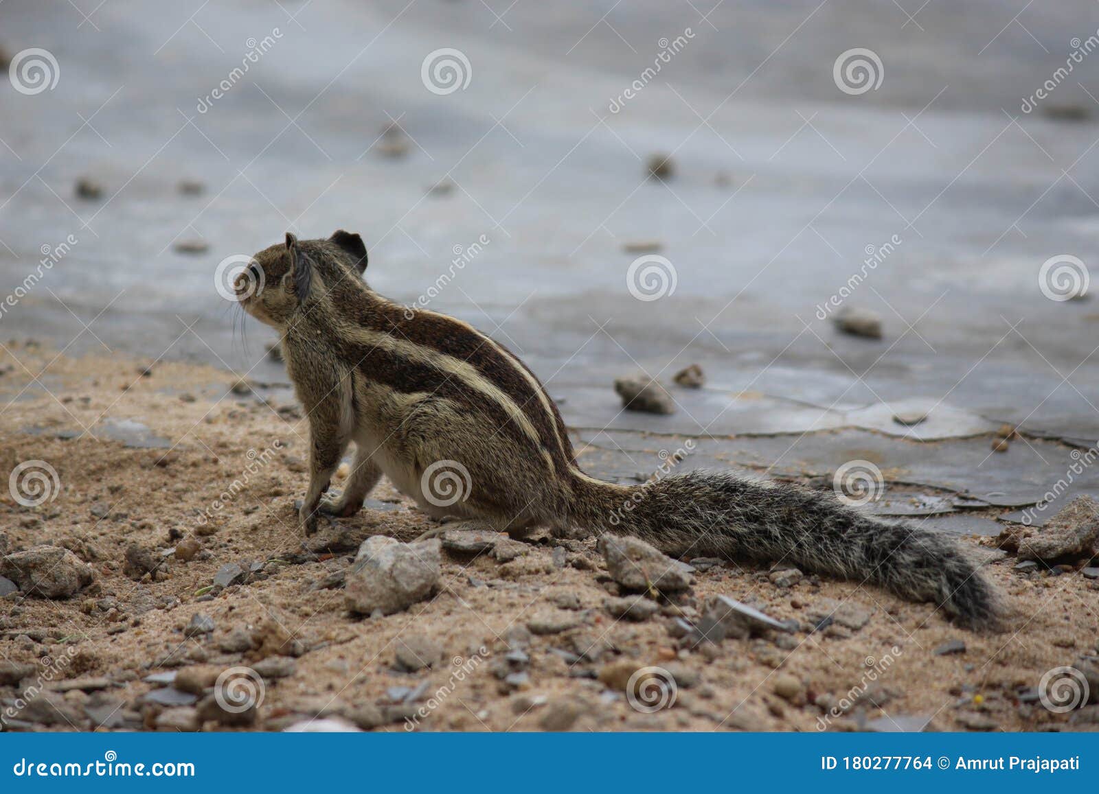 Squirrels Best Moment Capture by Nature Stock Photo - Image of thinking ...