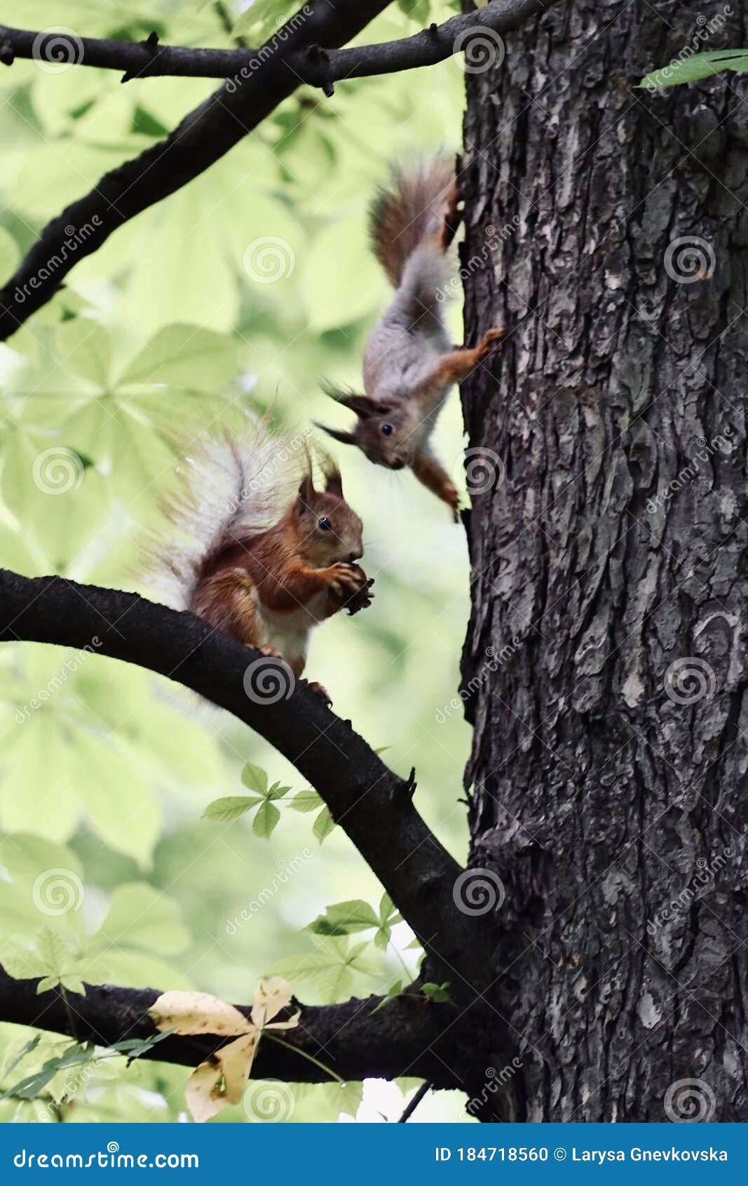 Squirrels on a Chestnut Tree Stock Photo - Image of beautiful, beige ...
