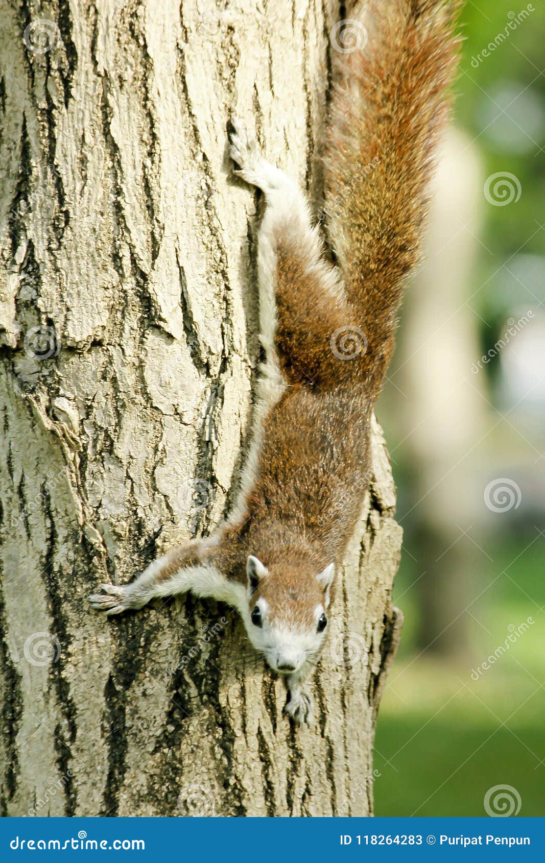 Squirrels are Climbing Trees in the Park. Stock Image - Image of bushy ...