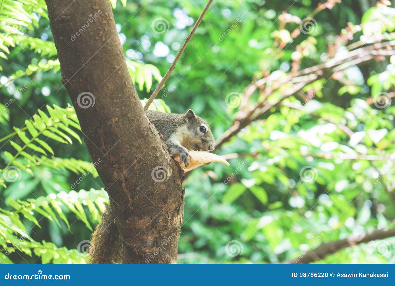 Squirrels Eat a Fruit on Tree Stock Photo - Image of pretty, natural ...