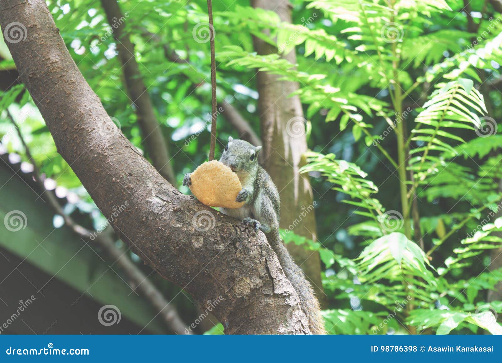 Squirrels Eat a Fruit on Tree Stock Photo - Image of fluffy, mammal ...