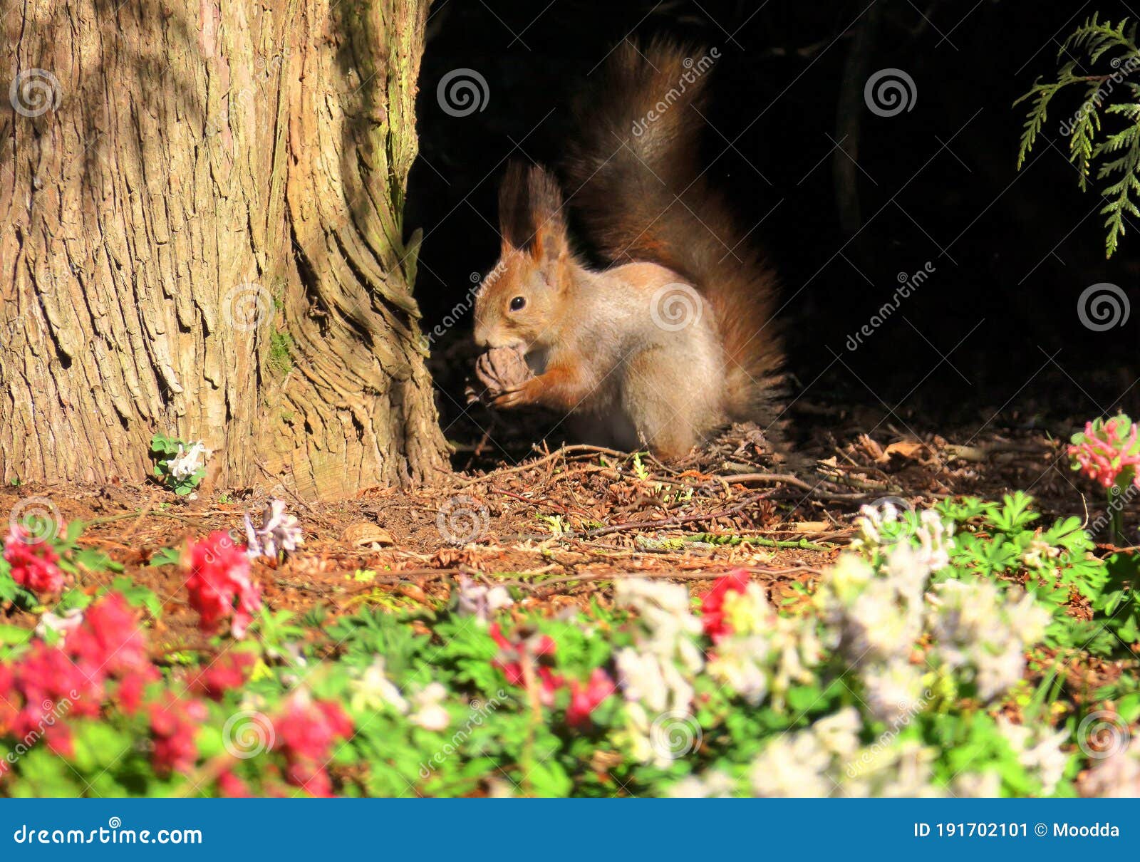Squirrel, Walnut and Spring Flowers Stock Image - Image of naturephoto ...