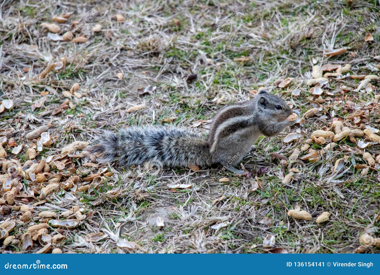 Squirrels Eating Peanuts Outside Stock Image - Image of outdoors, furry ...