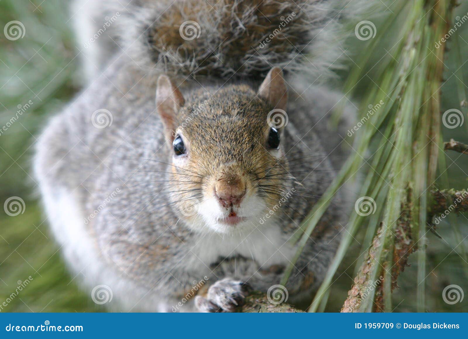 Squirrels eye view stock image. Image of bushy, coat, whiskers - 1959709