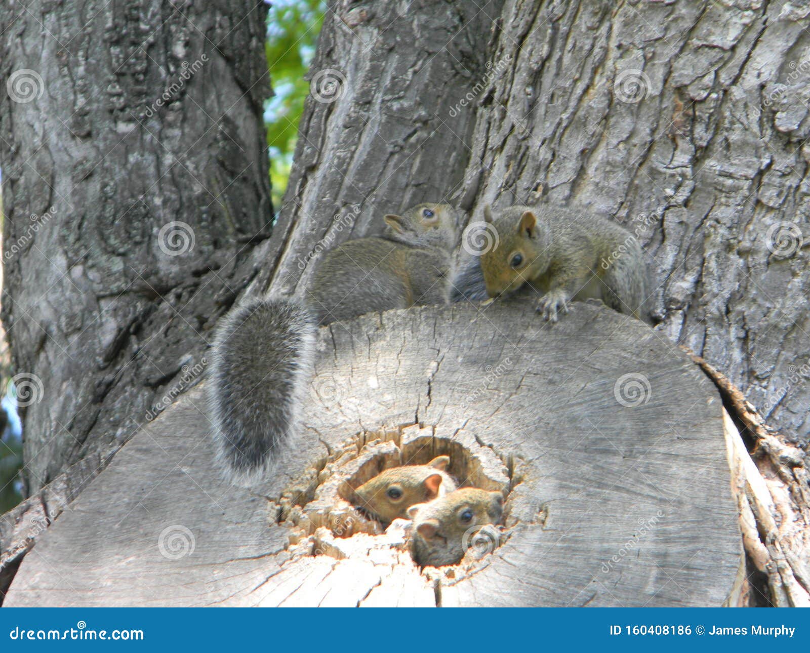 Squirrels Family Spring 2019 Siblings Stock Photo - Image of squirrels ...