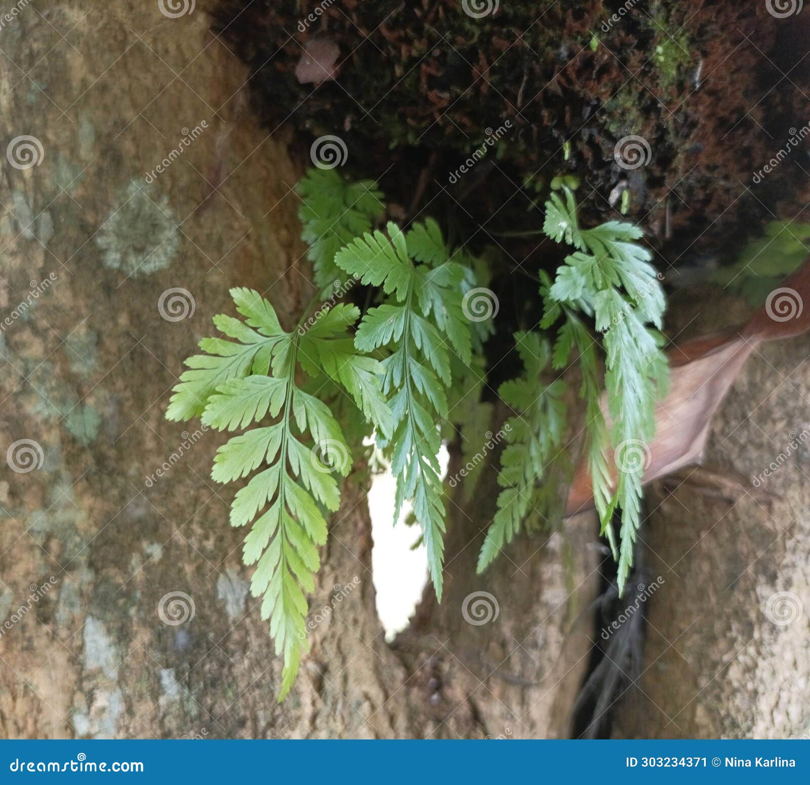 Squirrels Foot Fern Grows on Branch Tree Stock Image - Image of foot ...