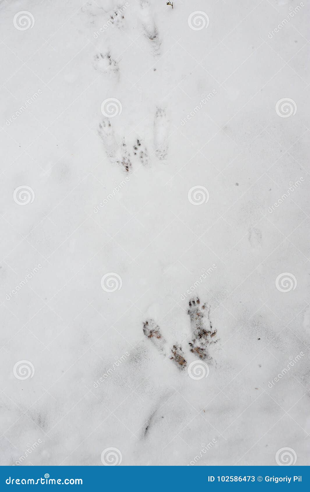 Squirrels footprint. stock image. Image of beautiful - 102586473