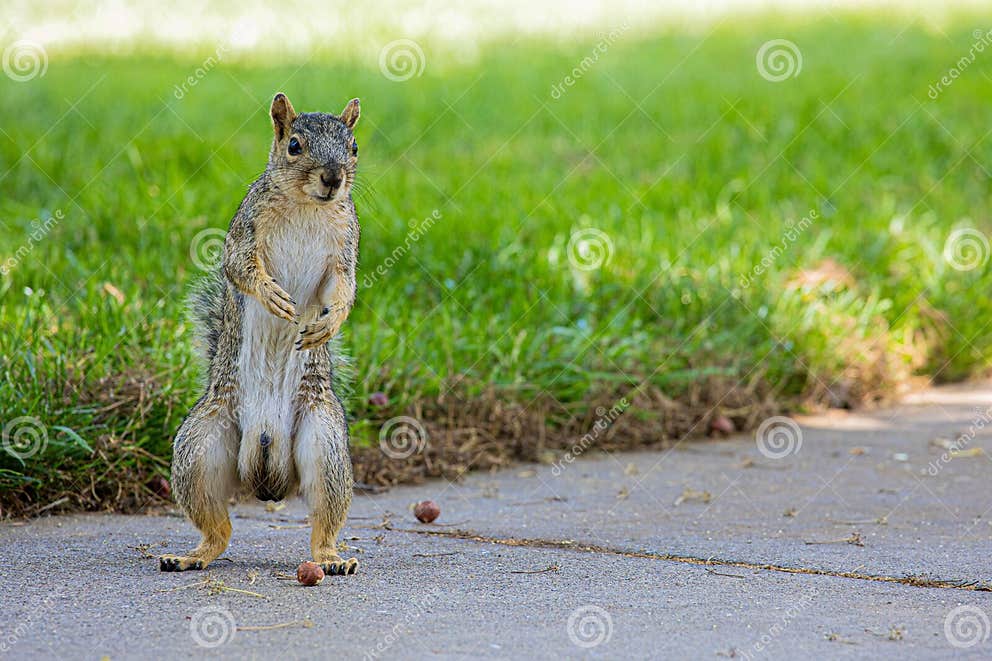 Squirrels Just Being Squirrels Doing Squirrel Stuff Stock Image - Image ...