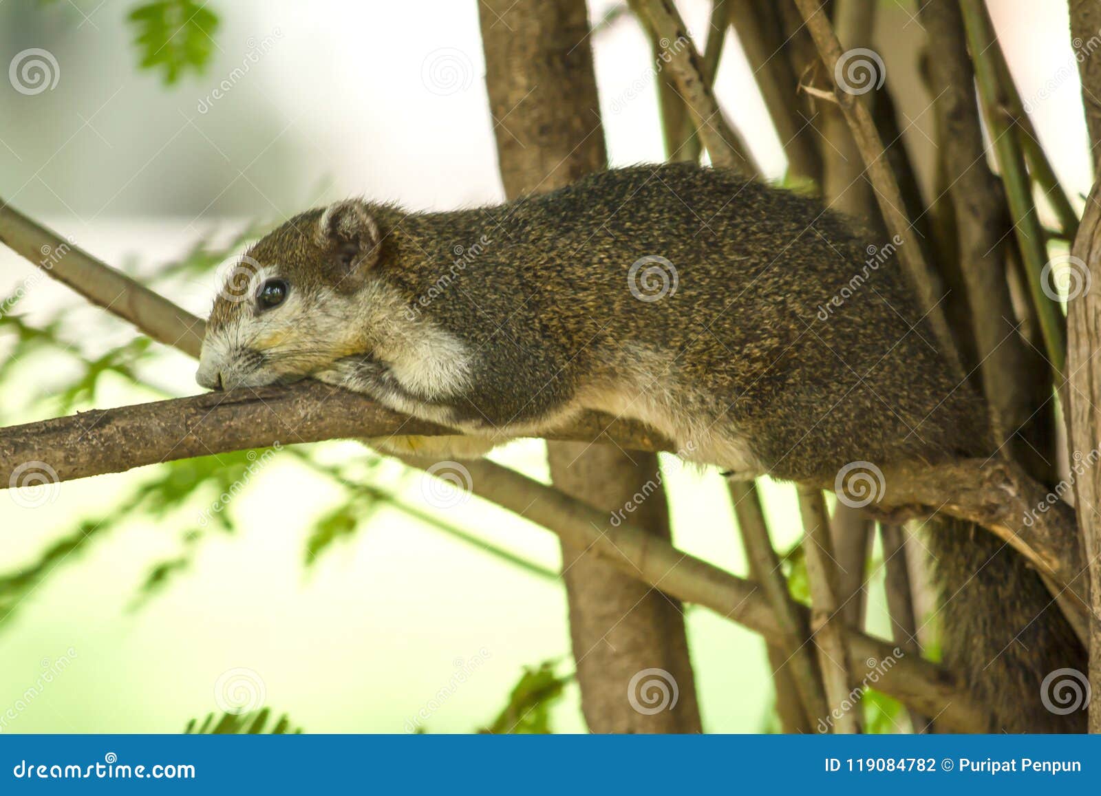 The Squirrel is Lying on a Branch. Stock Photo - Image of furry, rodent ...