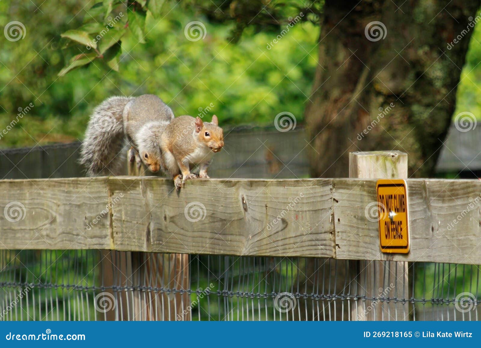 Two Squirrels on a Wooden Fence, One Hiding Behind Other Stock Image ...