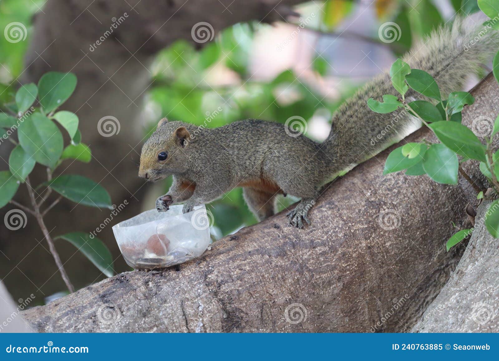A Squirrels are Members of the Family Sciuridae Stock Image - Image of ...