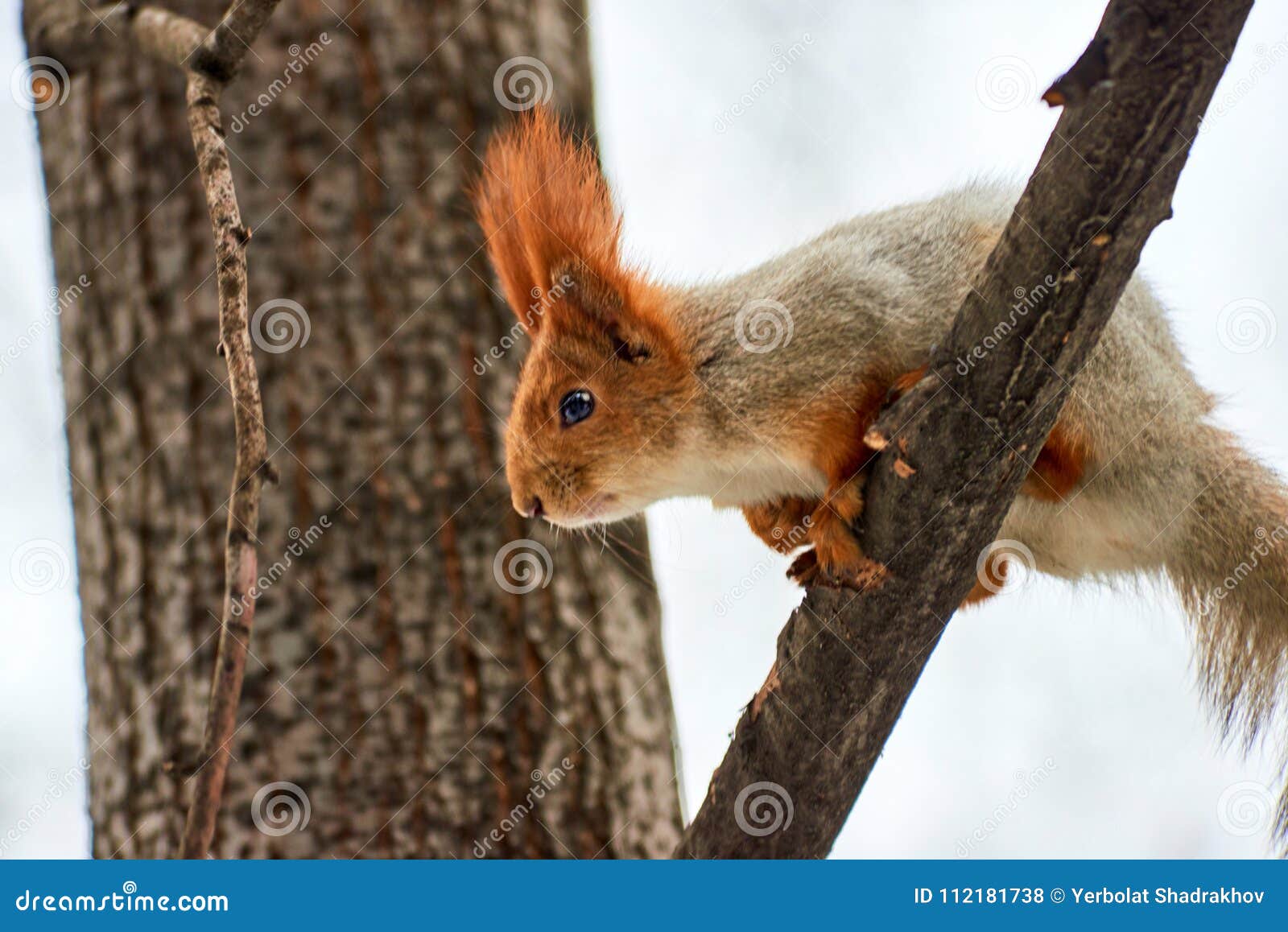 The Squirrel. Squirrel on the Tree. Stock Photo - Image of sciuridae, natural: 112181738