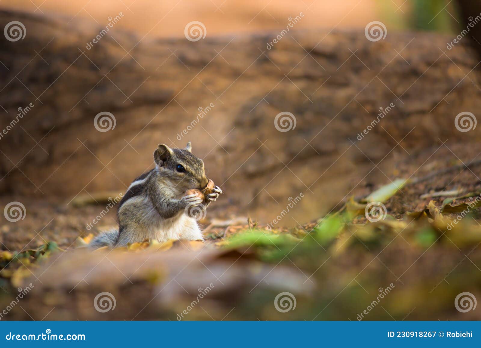 Indian Palm Squirrel or Rodent or Also Known As the Chipmunk Sitting on ...
