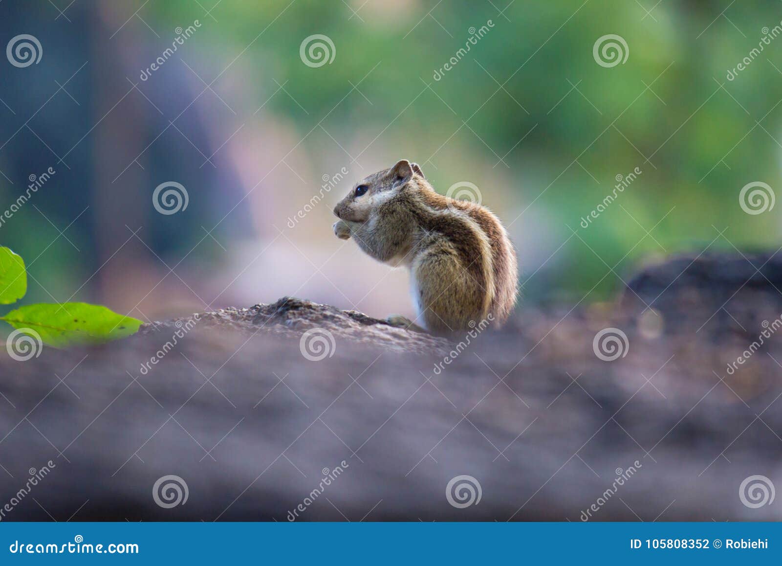 Squirrel on the Go Moving Ahead Stock Photo - Image of garden, family ...