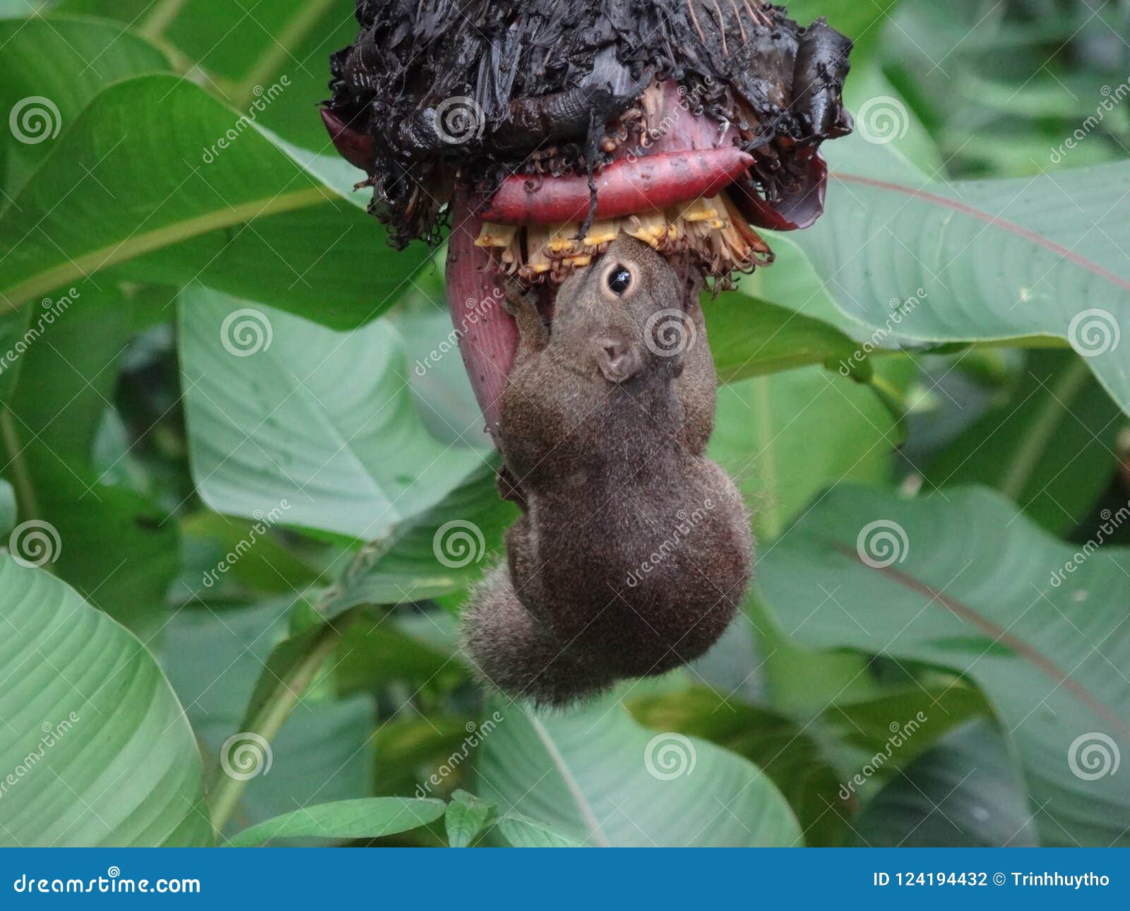Tropical Squirrel Looking for Food Stock Photo - Image of rodents ...
