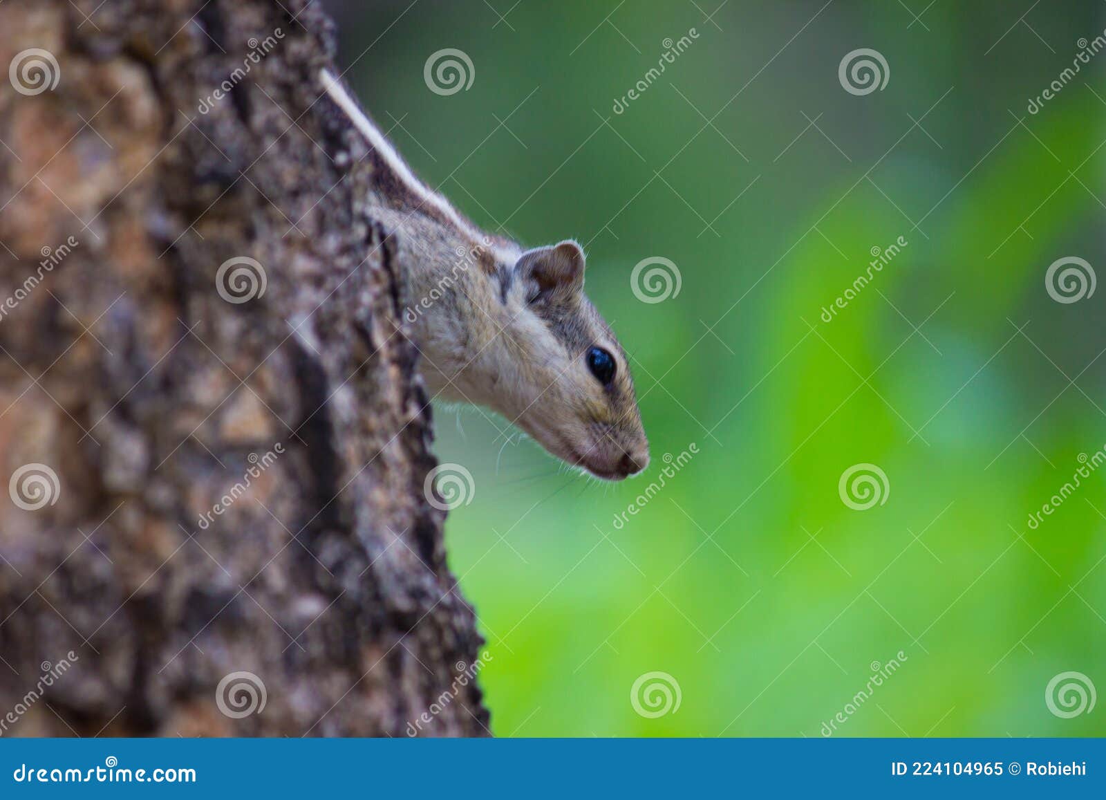 Squirrel in a Peek a Boo Pose on the Tree Trunk Stock Image - Image of ...