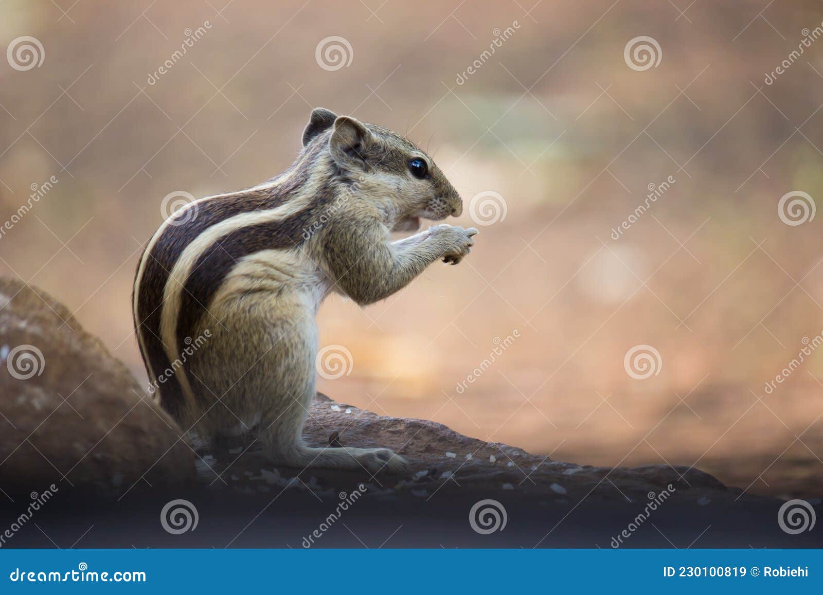Indian Palm Squirrel or Rodent or Also Known As the Chipmunk Sitting on ...