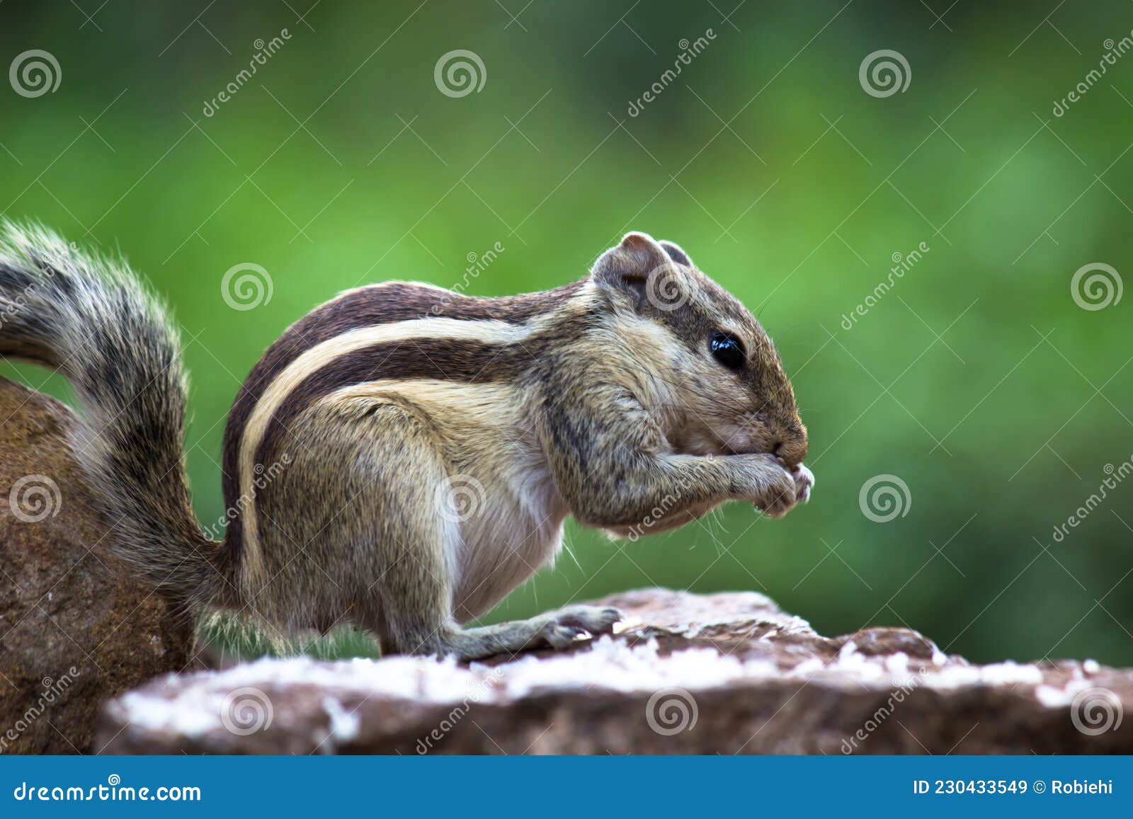 Close-up of a Indian Palm Squirrel or Rodent or Also Known As the ...
