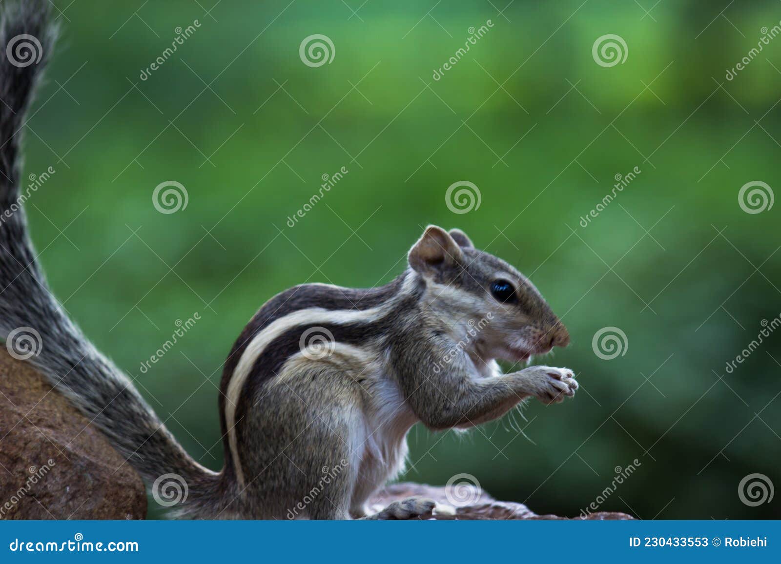 Close-up of a Indian Palm Squirrel or Rodent or Also Known As the ...