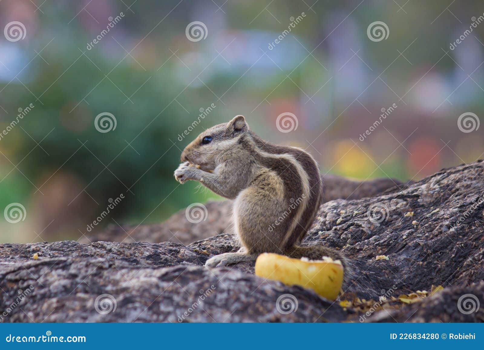 Squirrel or Rodent or Also Known As Chipmunk Standing Firmly on Both ...