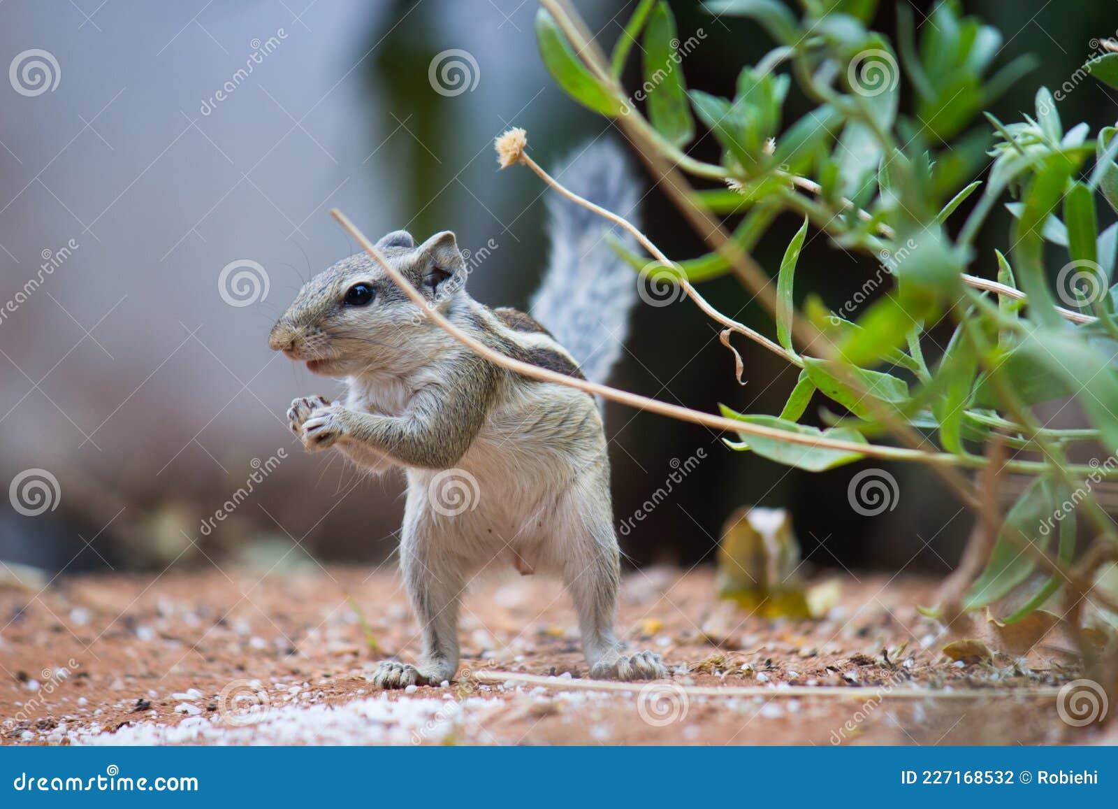 Close-up of a Indian Palm Squirrel or Rodent or Also Known As the ...