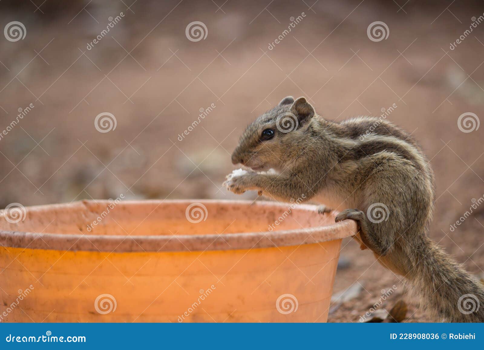 Close-up of a Indian Palm Squirrel or Rodent or Also Known As the ...