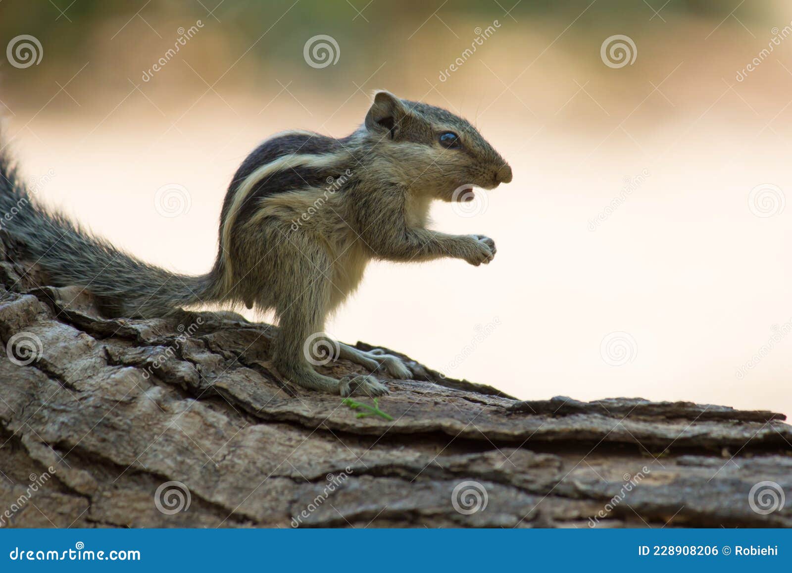 Close-up of a Indian Palm Squirrel or Rodent or Also Known As the ...