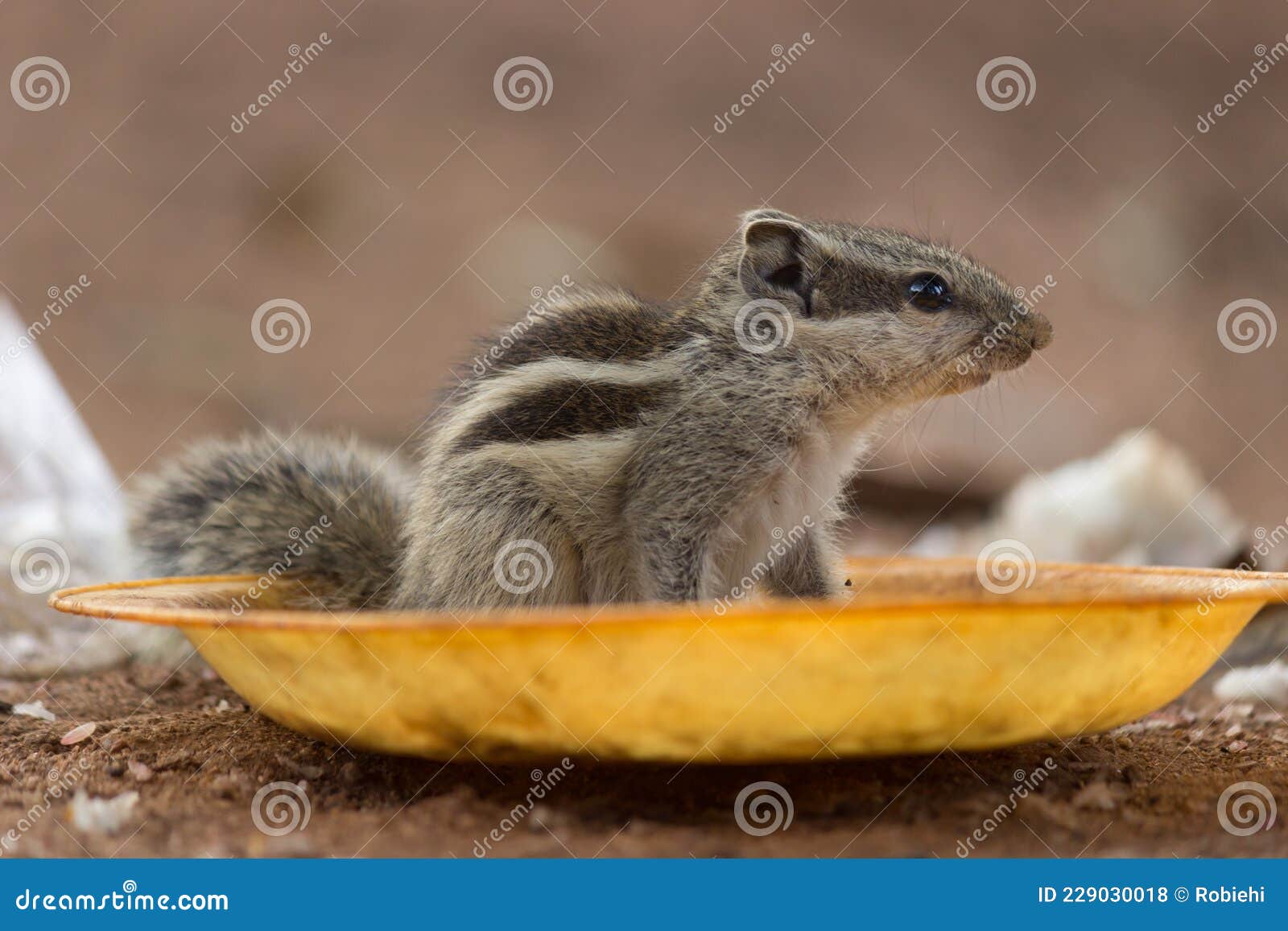 Palm Squirrel or Rodent or Also Known As the Chipmunk Sitting Firmly on ...