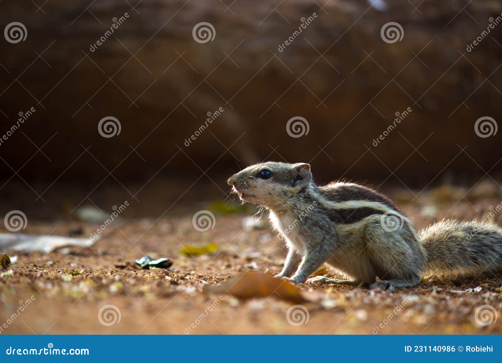 Indian Palm Squirrel or Rodent or Also Known As the Chipmunk Standing ...