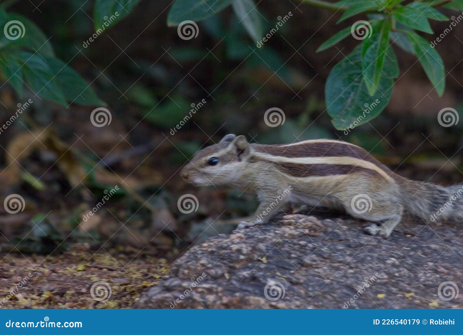 The Indian Palm Squirrel Also Known As the Chipmunk on the Ground Stock ...