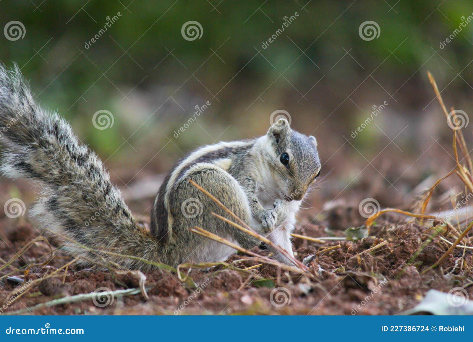 Indian Palm Squirrel or Rodent or Also Known As the Chipmunk Sitting on ...