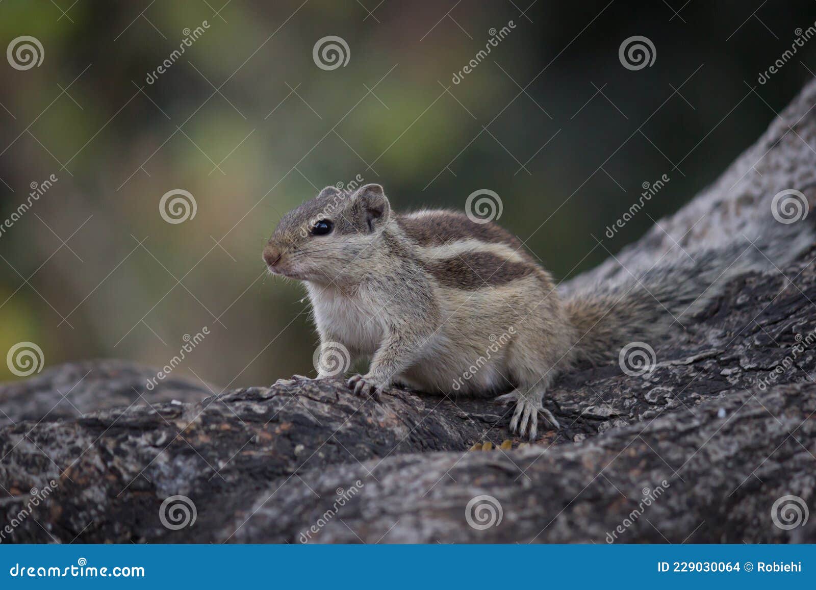 Indian Palm Squirrel or Rodent or Also Known As the Chipmunk Standing ...