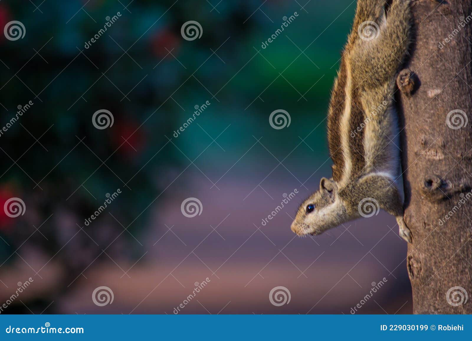 Indian Palm Squirrel or Rodent or Also Known As the Chipmunk on the ...