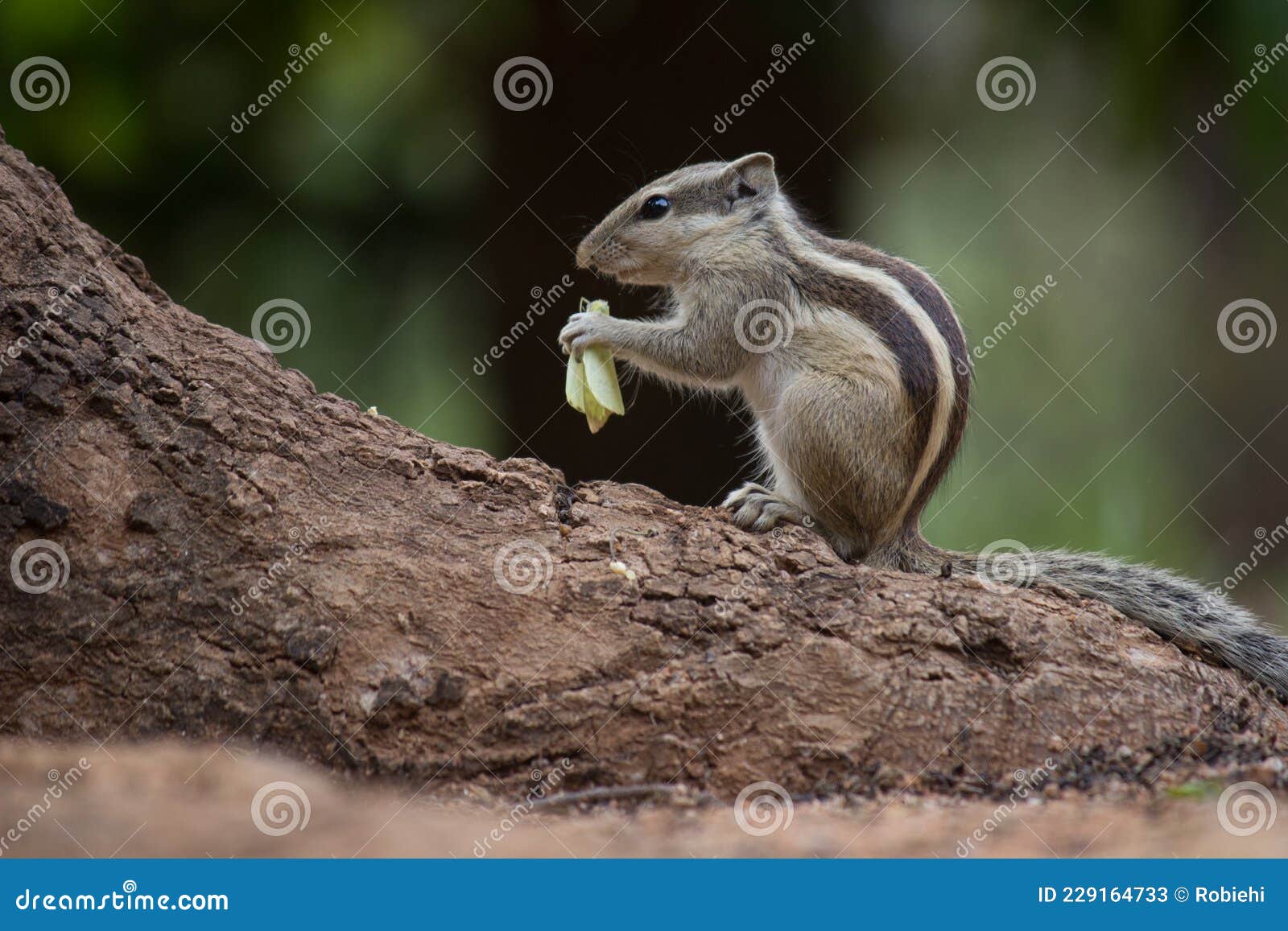 Indian Palm Squirrel or Rodent or Also Known As the Chipmunk Standing ...