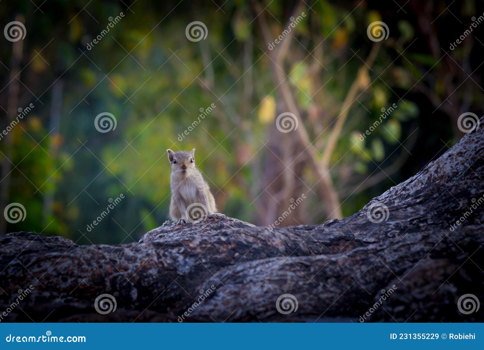 The Indian Palm Squirrel Also Known As the Chipmunk in Its Natural ...