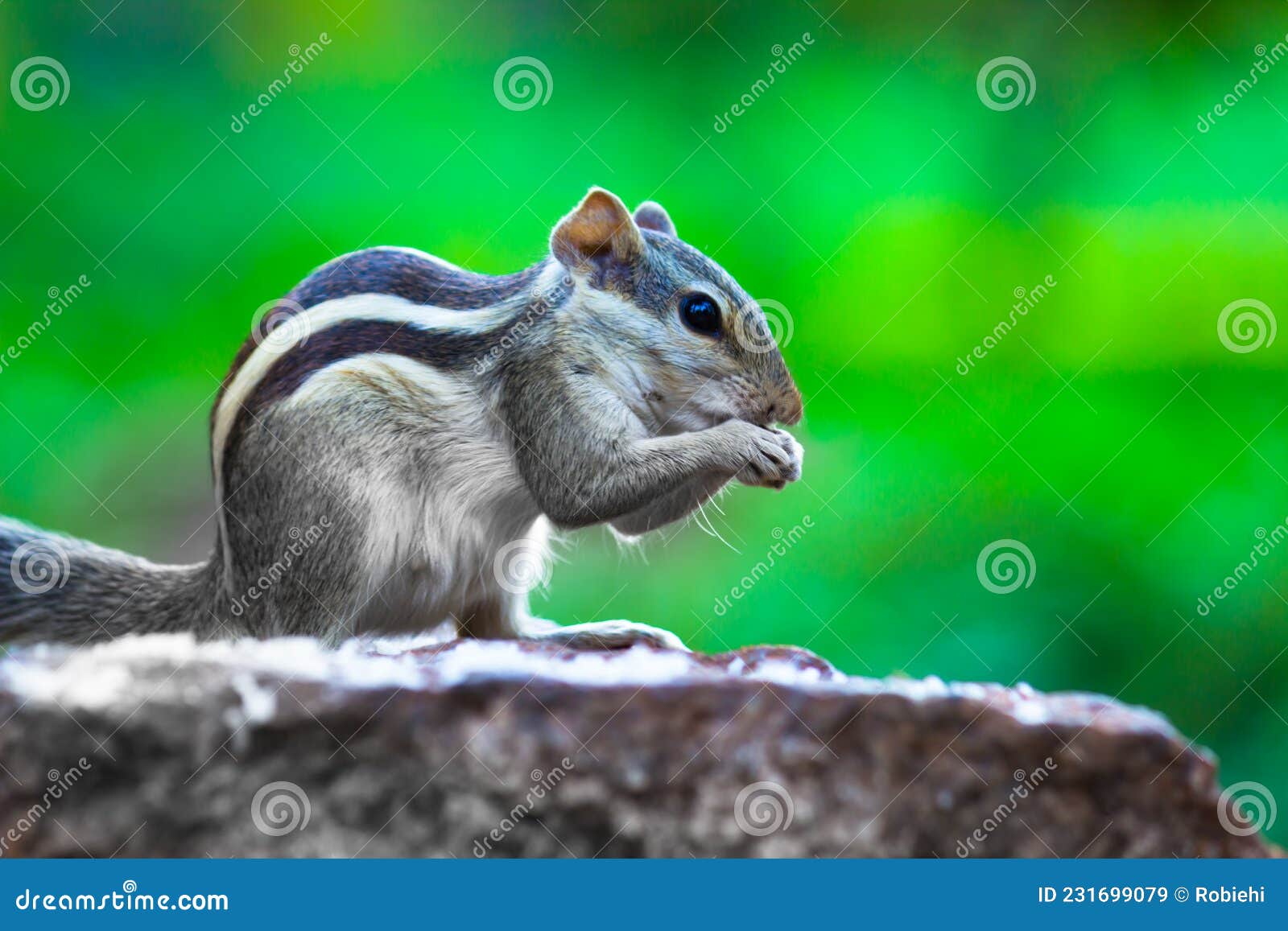 A Squirrel`s Front Teeth Never Stop Growing they are Also Known As or ...