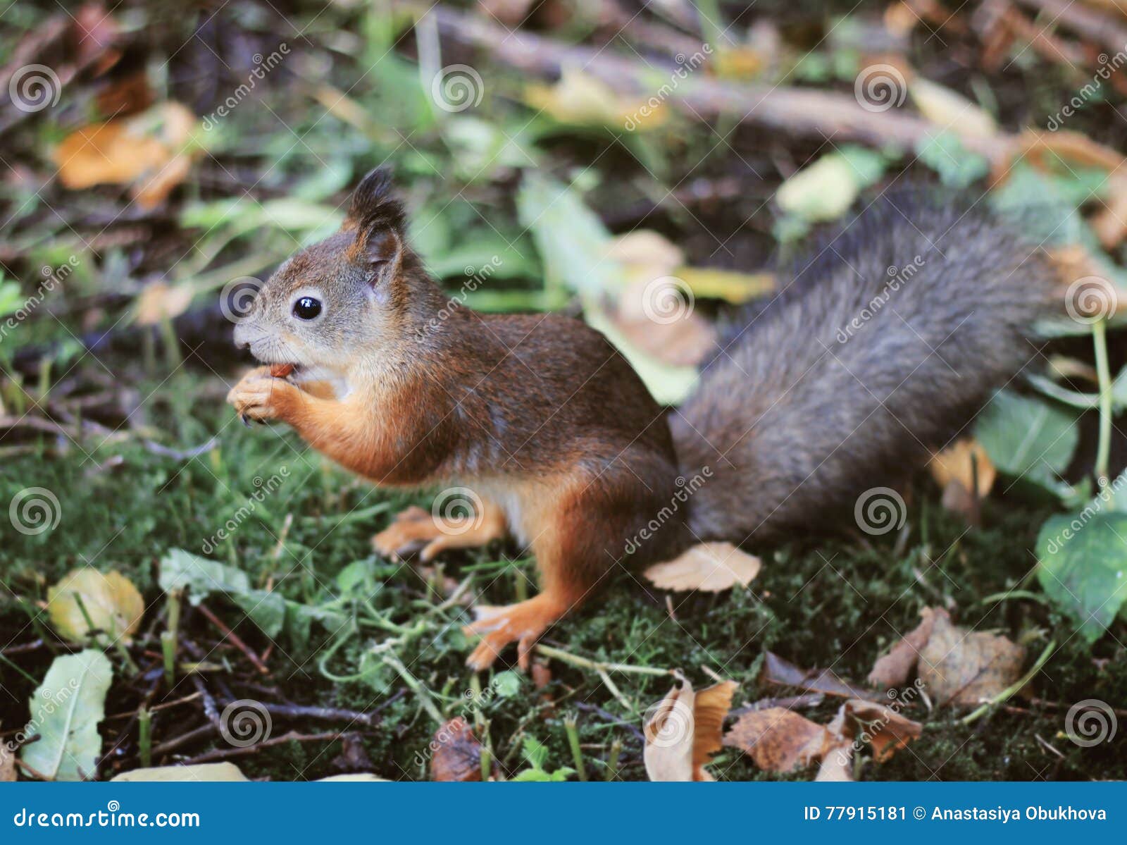 Squirrels with nut stock image. Image of autumn, furry - 77915181