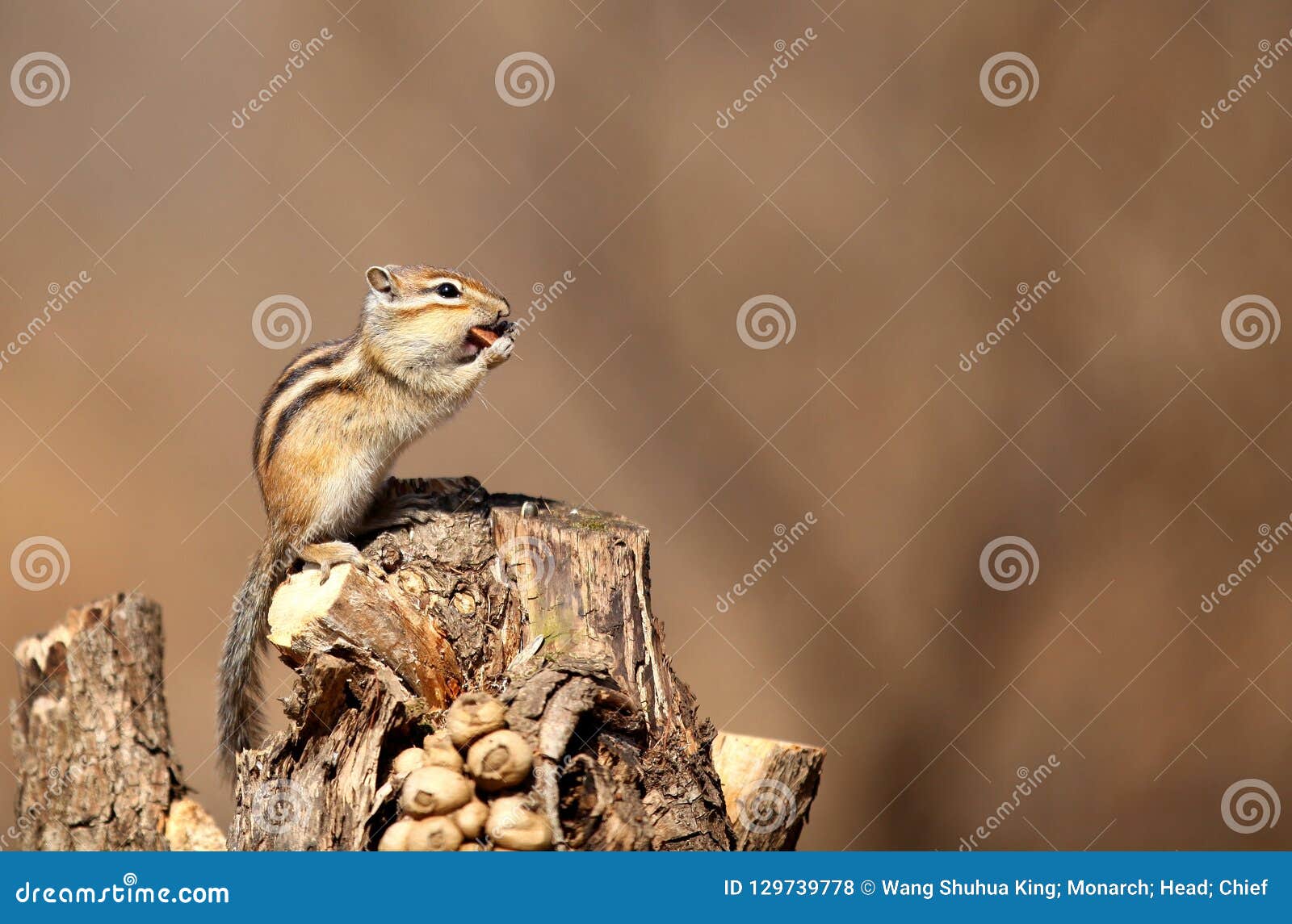 Squirrel stock photo. Image of asiann, girl, beads, bean - 129739778