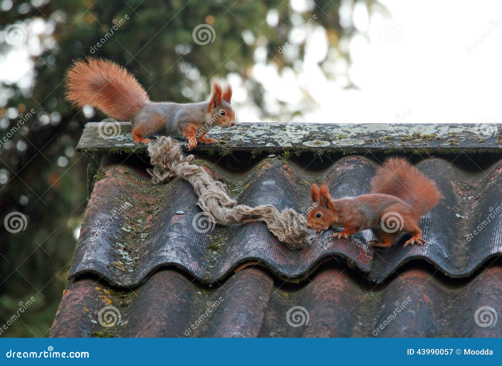 Squirrels playing stock image. Image of squirrels, latvia - 43990057