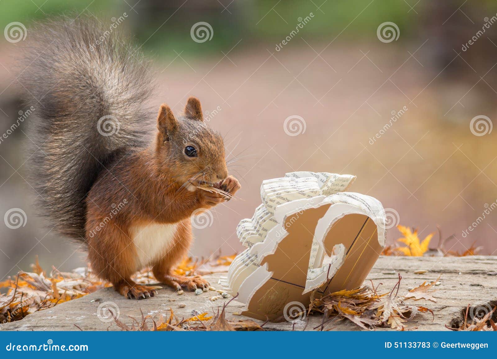 Squirrels read books stock image. Image of close, berry - 51133783