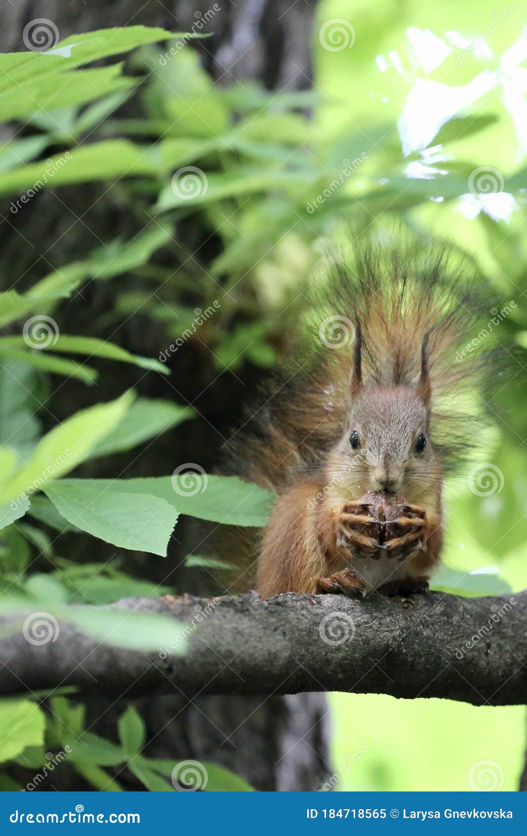 Squirrel on a Chestnut Tree Stock Image - Image of suit, rings: 184718565