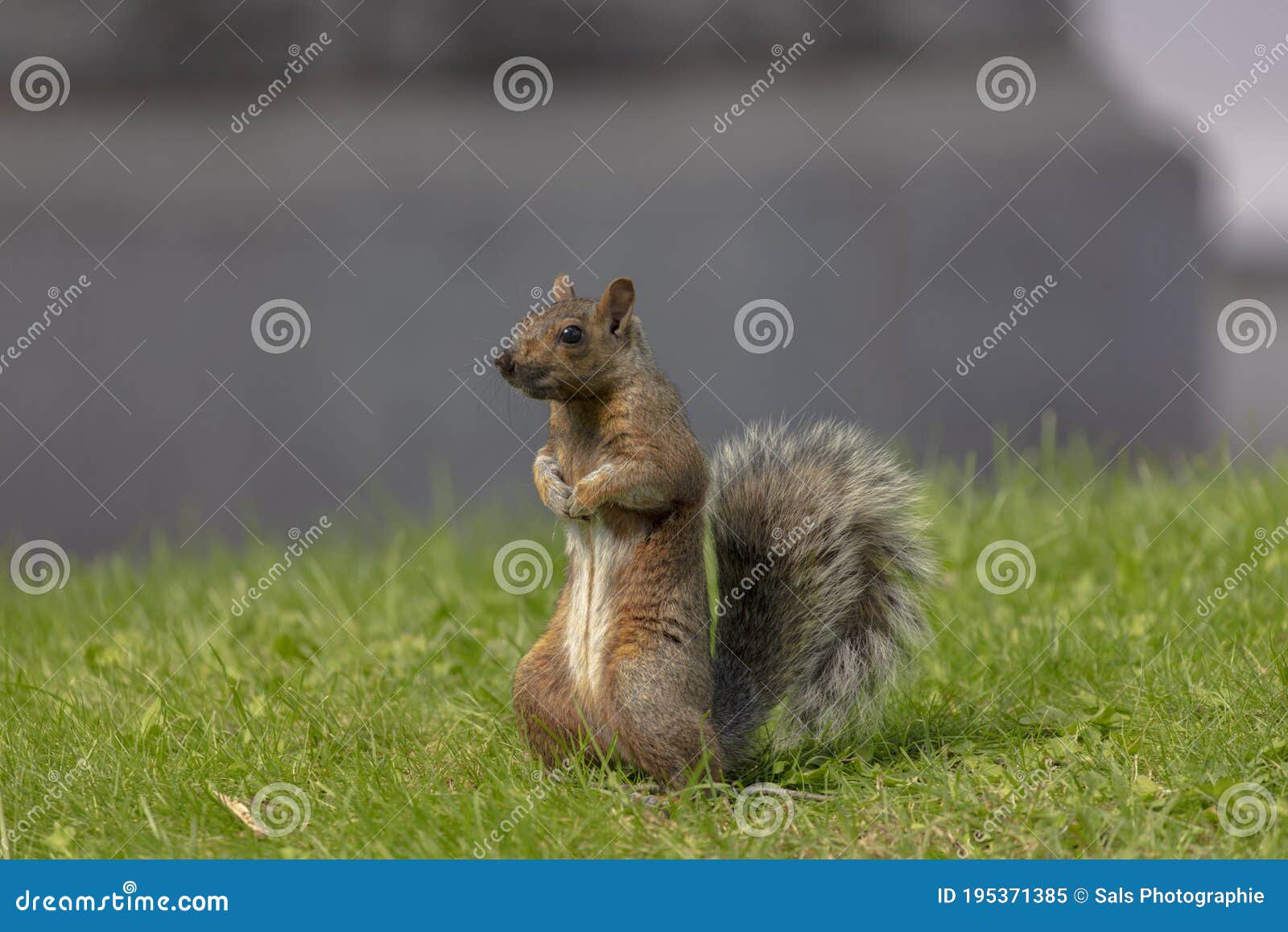 Squirrels in the Parks of Montreal Stock Image - Image of animals ...