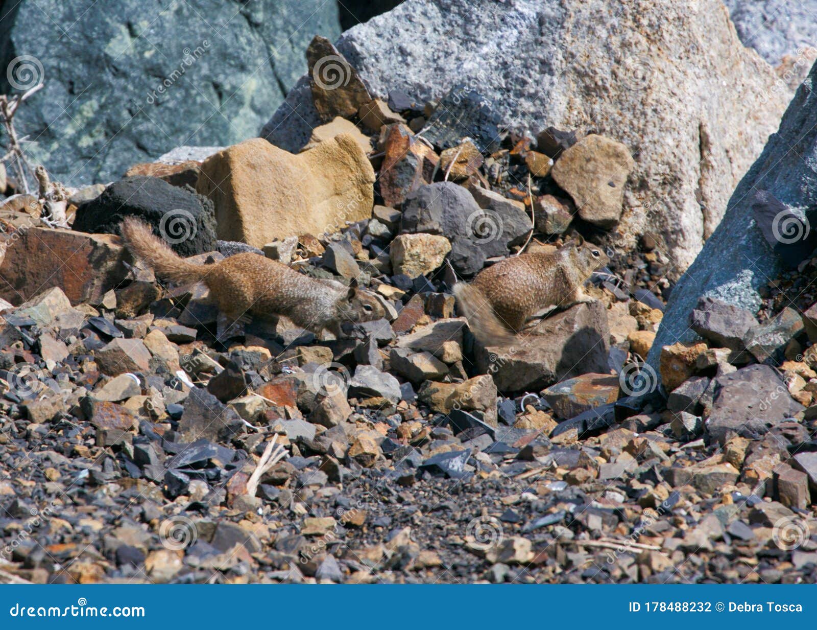 Squirrels scurry rocks stock photo. Image of river, scurry - 178488232