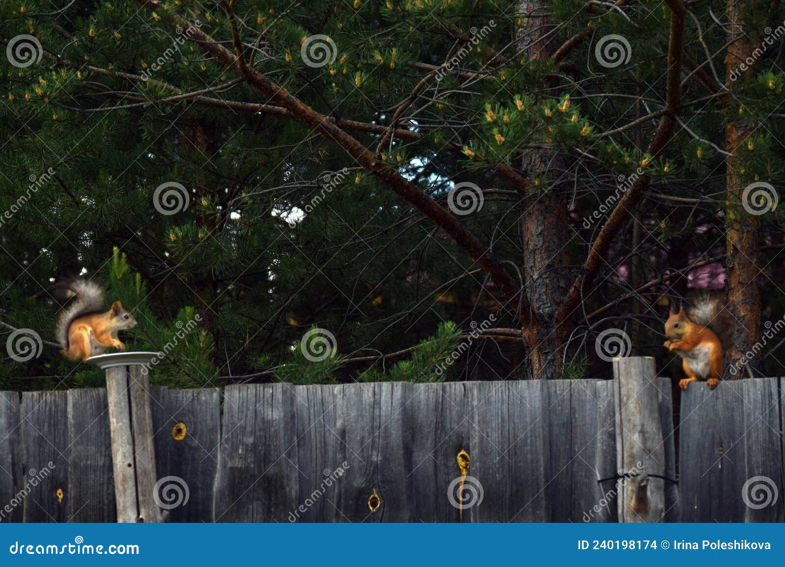 Two Squirrels Sits on the Fence and Eats Nuts Stock Photo - Image of ...