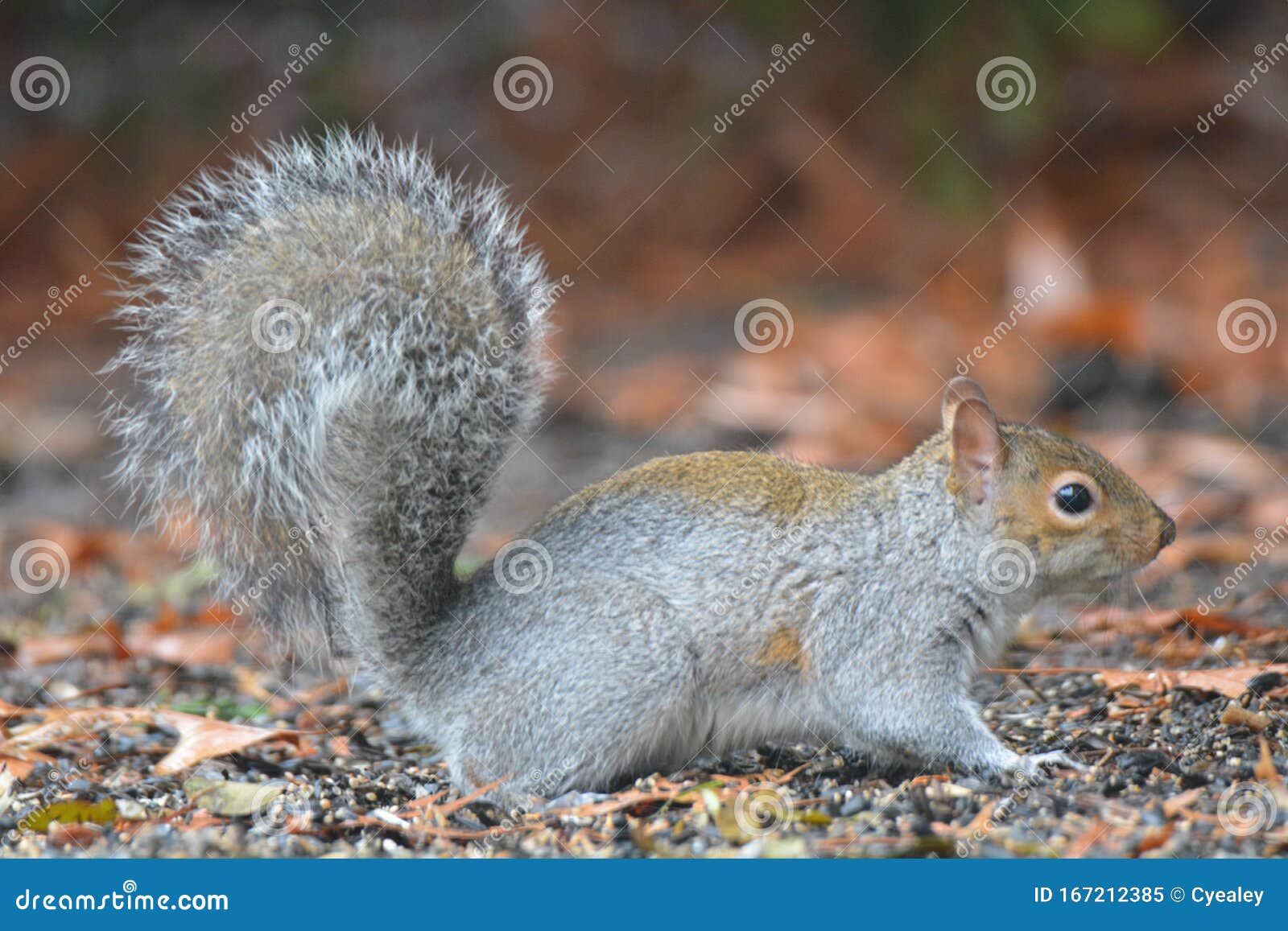 Eastern Gray Squirrel Foraging for Food. Stock Image - Image of ...