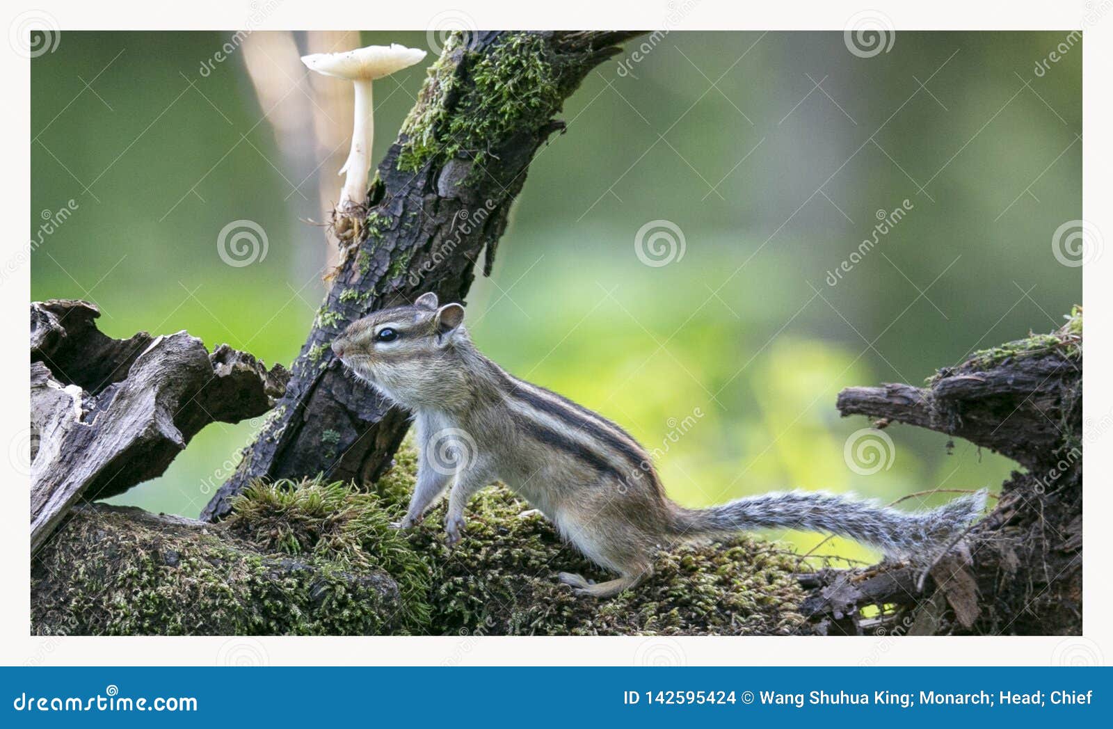 Squirrel stock photo. Image of branch, animal, decoration - 142595424